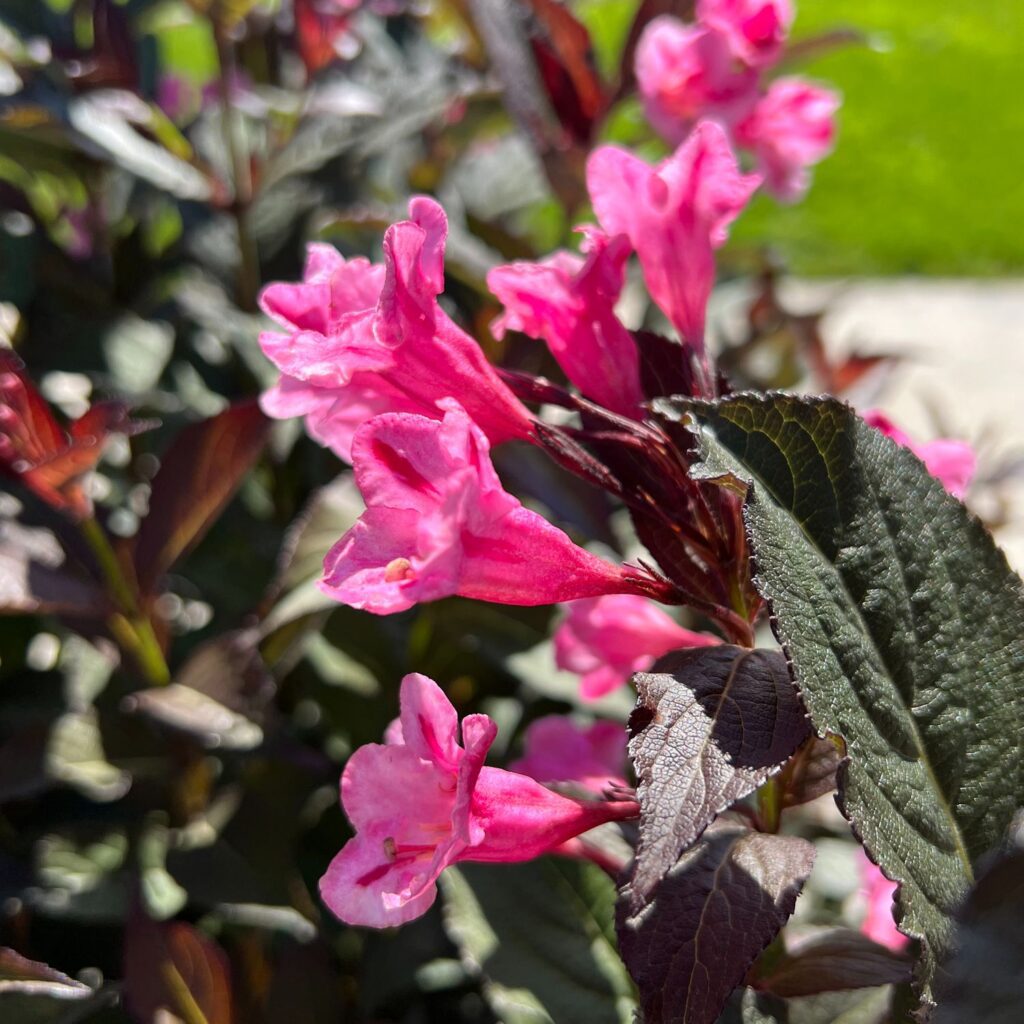 SONIC BLOOM WINE™ Weigela