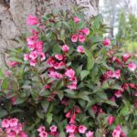 SONIC BLOOM WINE™ Weigela