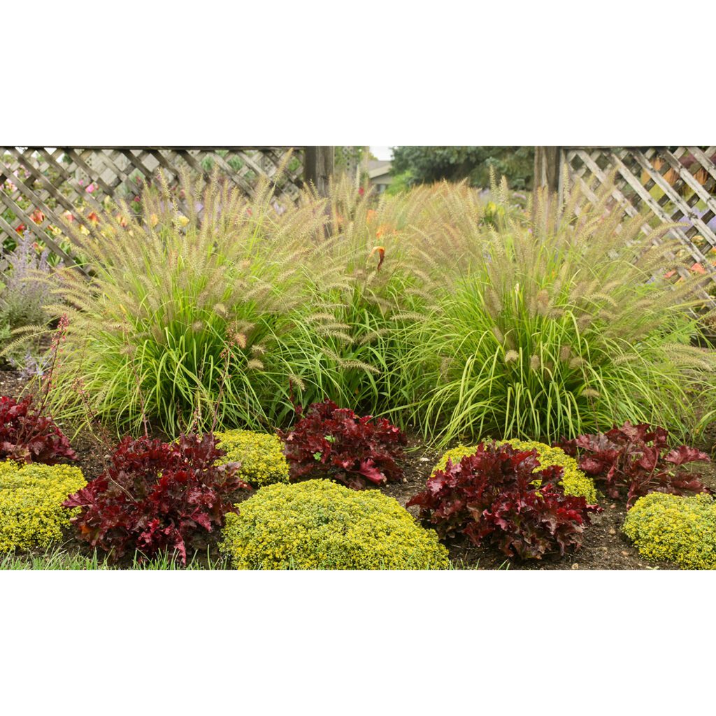 EZ Scapes™ Beat The Heat Combo – Garden Crossings