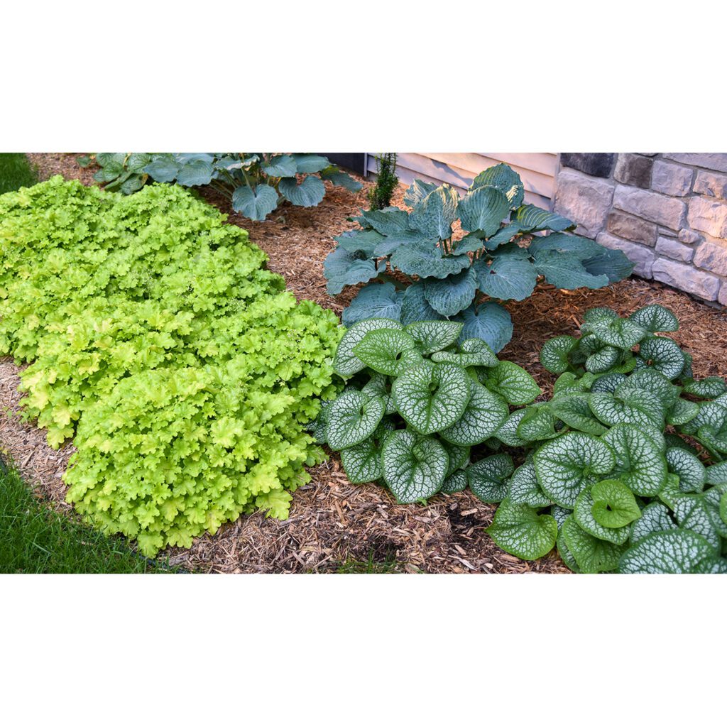 EZ Scapes™ Foliage Friendly Shadescape – Garden Crossings