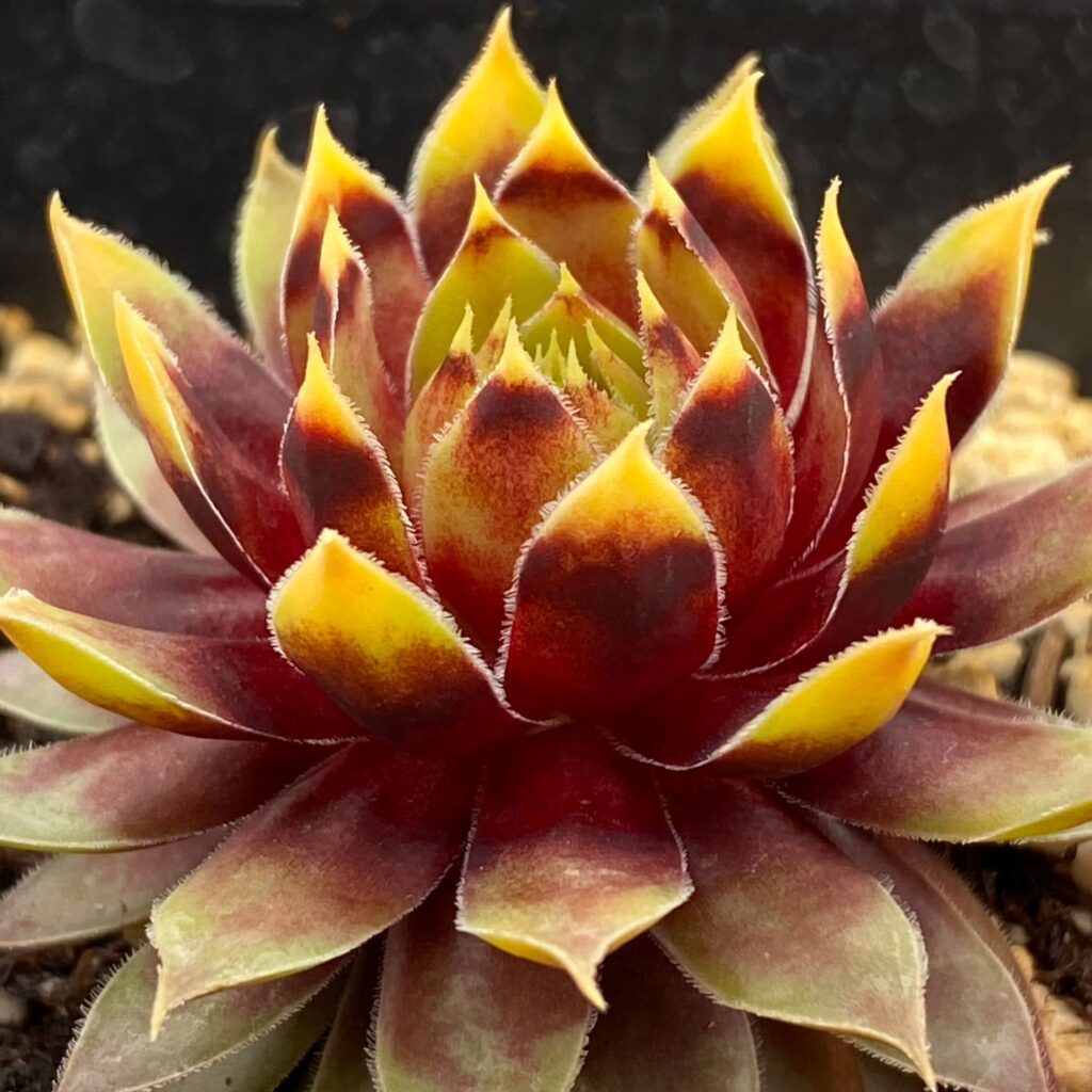 CHICK CHARMS® GOLD RUSH™ Sempervivum
