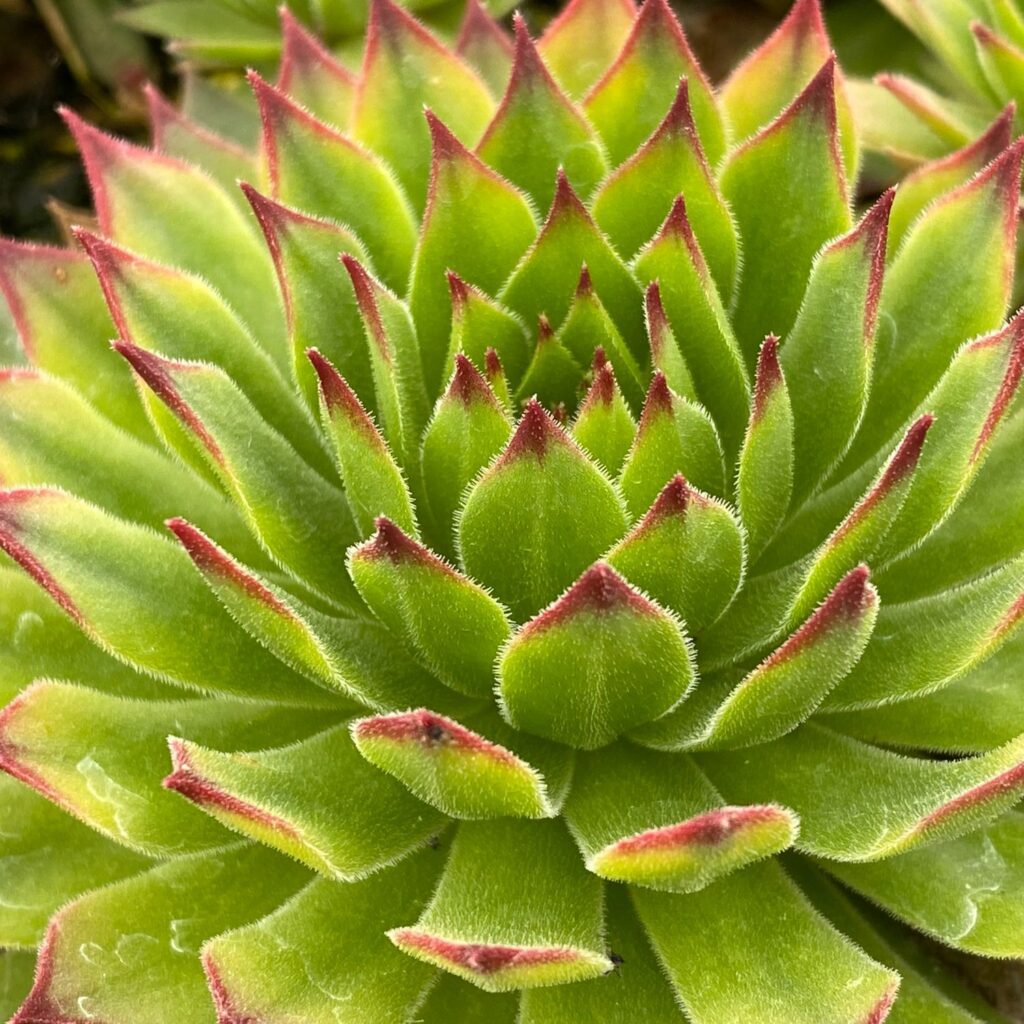 CHICK CHARMS® MINT CHOCOLATE CHIP™ Sempervivum