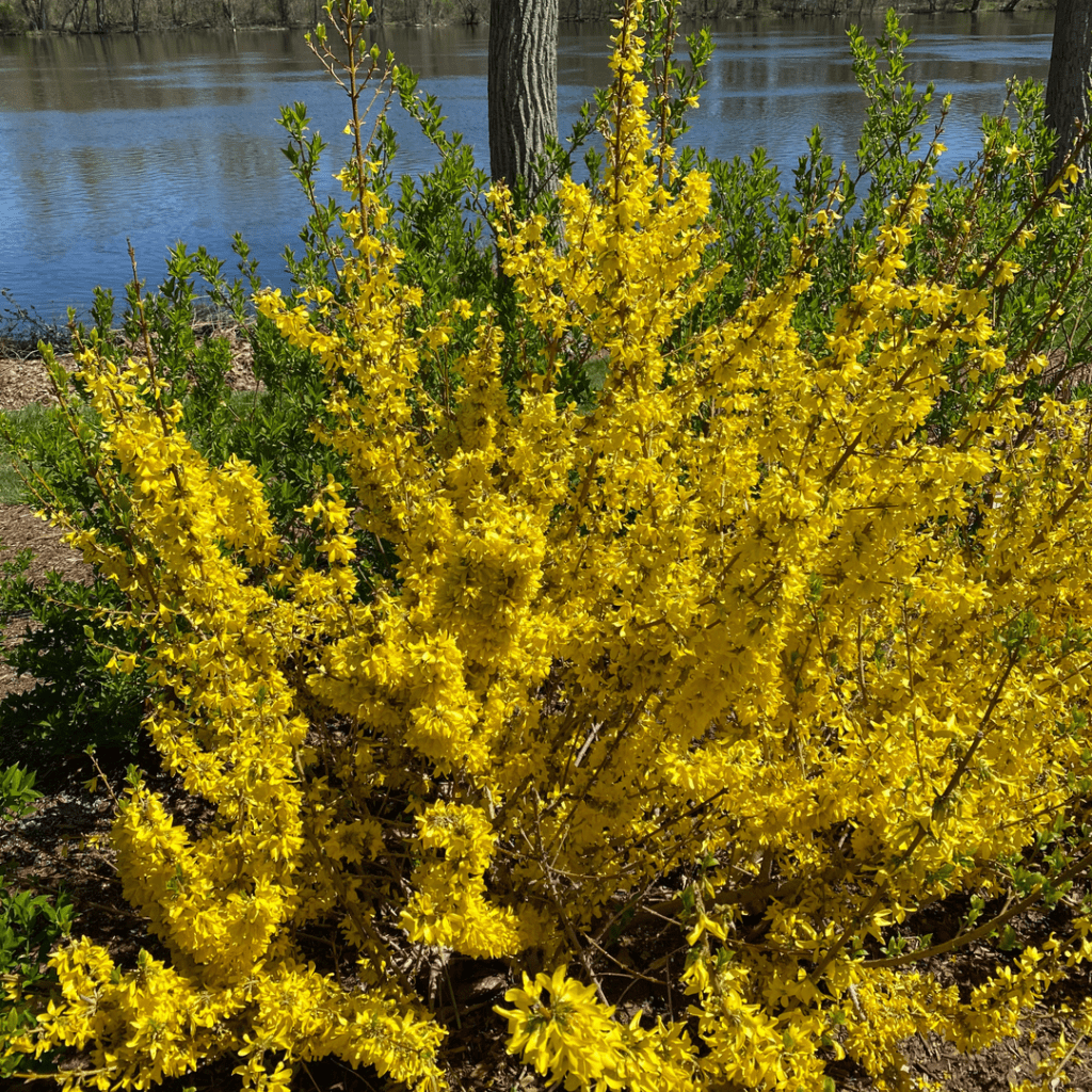 Order Forsythia Shrubs Online