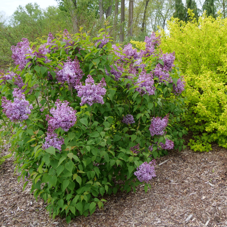 SCENTARA PURA® Lilac - Order Online