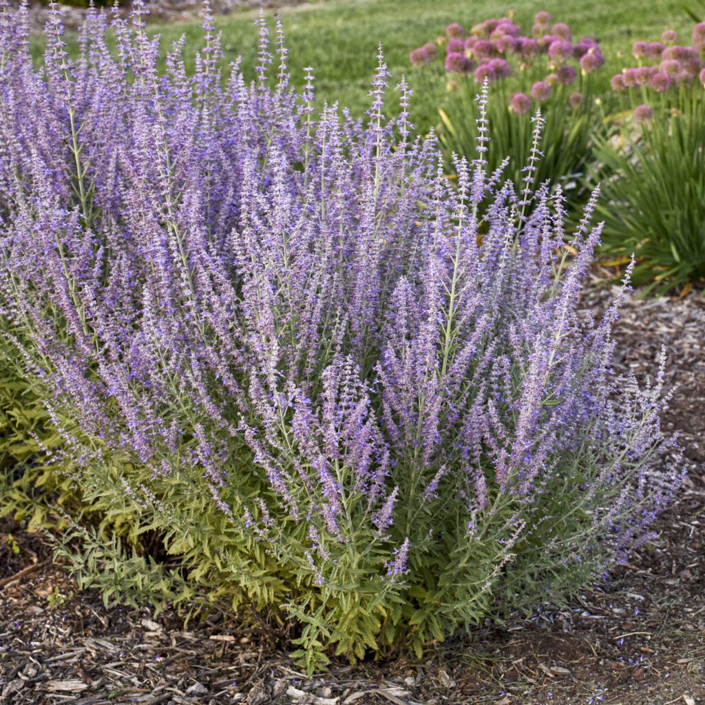Russian Sage Plants | Drought-Tolerant Perennial