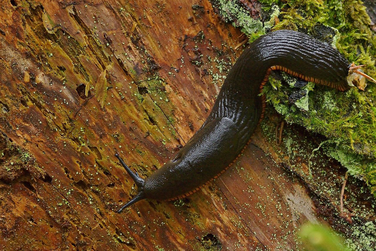 How to Handle Slugs, Budworm & Other Common Garden Pests