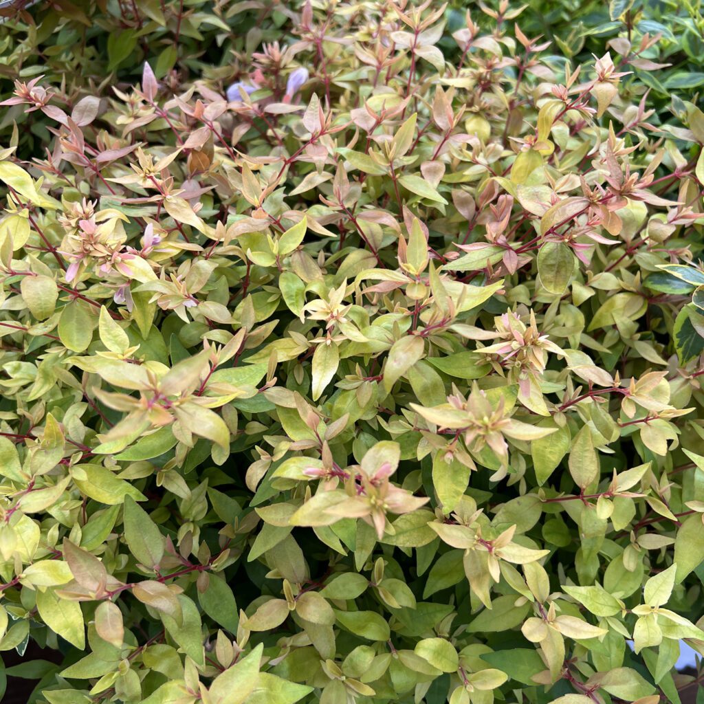POCO LOCO Abelia: Compact, Colorful Shrub