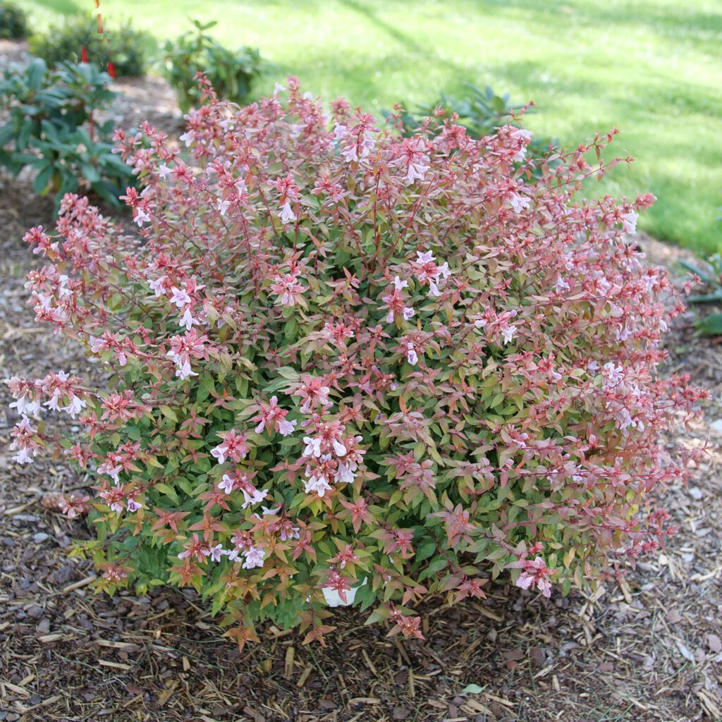 POCO LOCO Abelia: Compact, Colorful Shrub