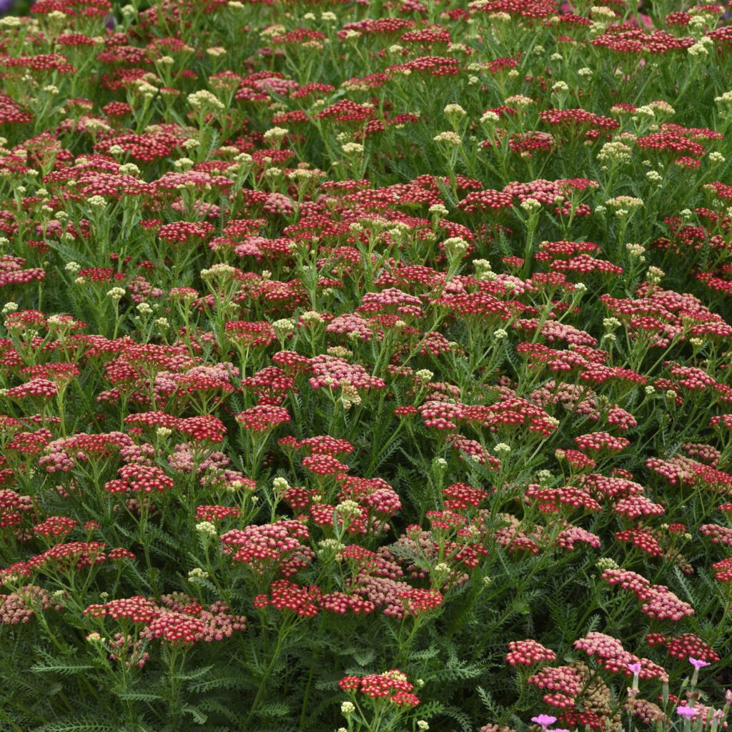 NEW VINTAGE™ Red Achillea: Bold, Long-Lasting Blooms
