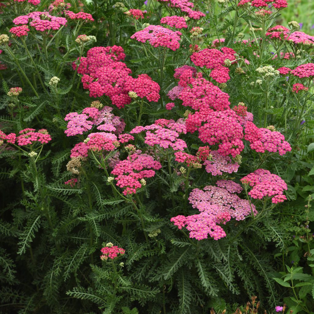 NEW VINTAGE™ Rose Achillea: Elegant Pink Blooms