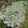 Artemisia 'Silver Lining' – Order Online