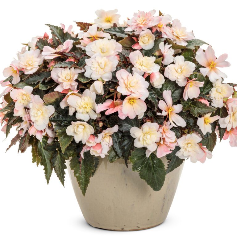 DOUBLE DELIGHT® Appleblossom begonia - Shop Online