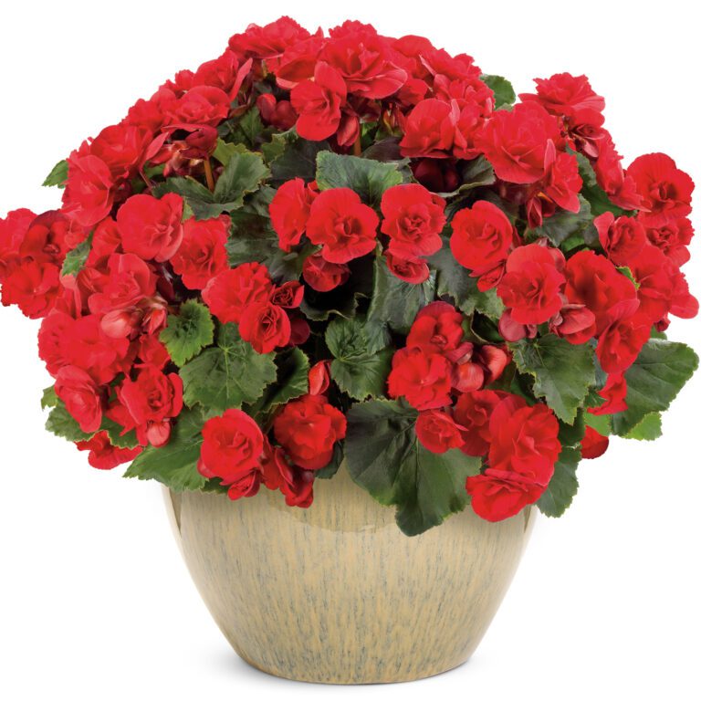 SOLENIA® Scarlet Begonia - Explore more