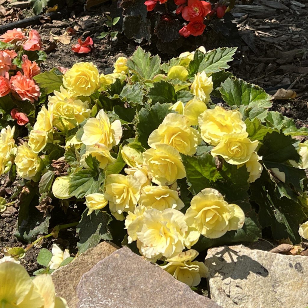 SOLENIA® Yellow Begonia – Dig Deeper