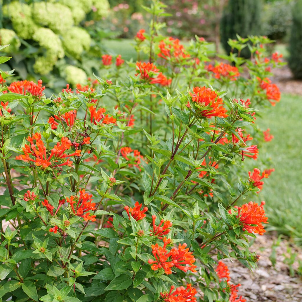 Bouvardia ESTRELLITA™ Scarlet – Garden Crossings