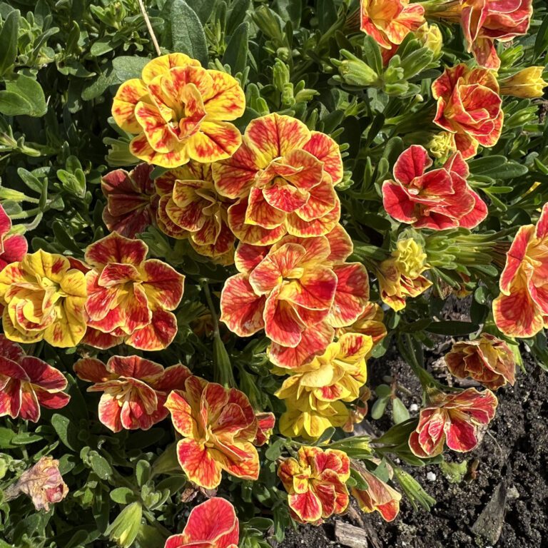 Calibrachoa - Superbells® Double Redstone™ – Garden Crossings