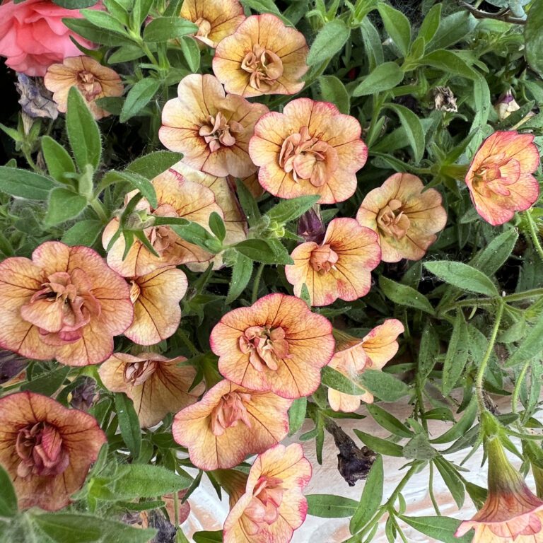 SUPERBELLS® DOUBLE VINTAGE CORAL™ Calibrachoa