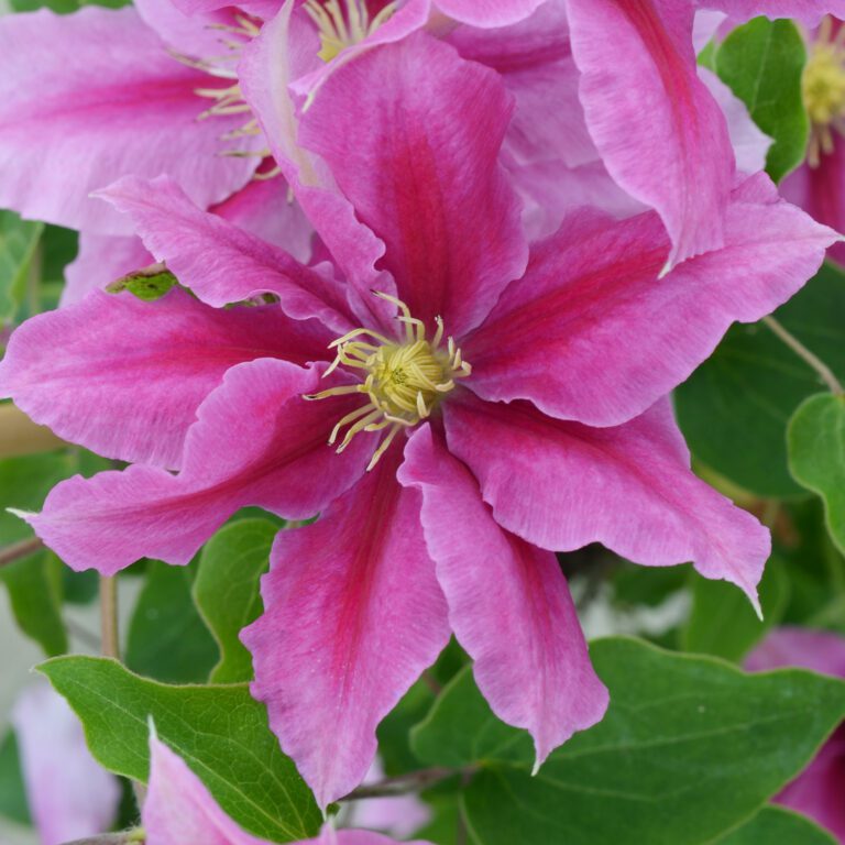 Clematis Care - Planting, Growing & Pruning Information