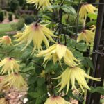 Order Clematis Perennials Online