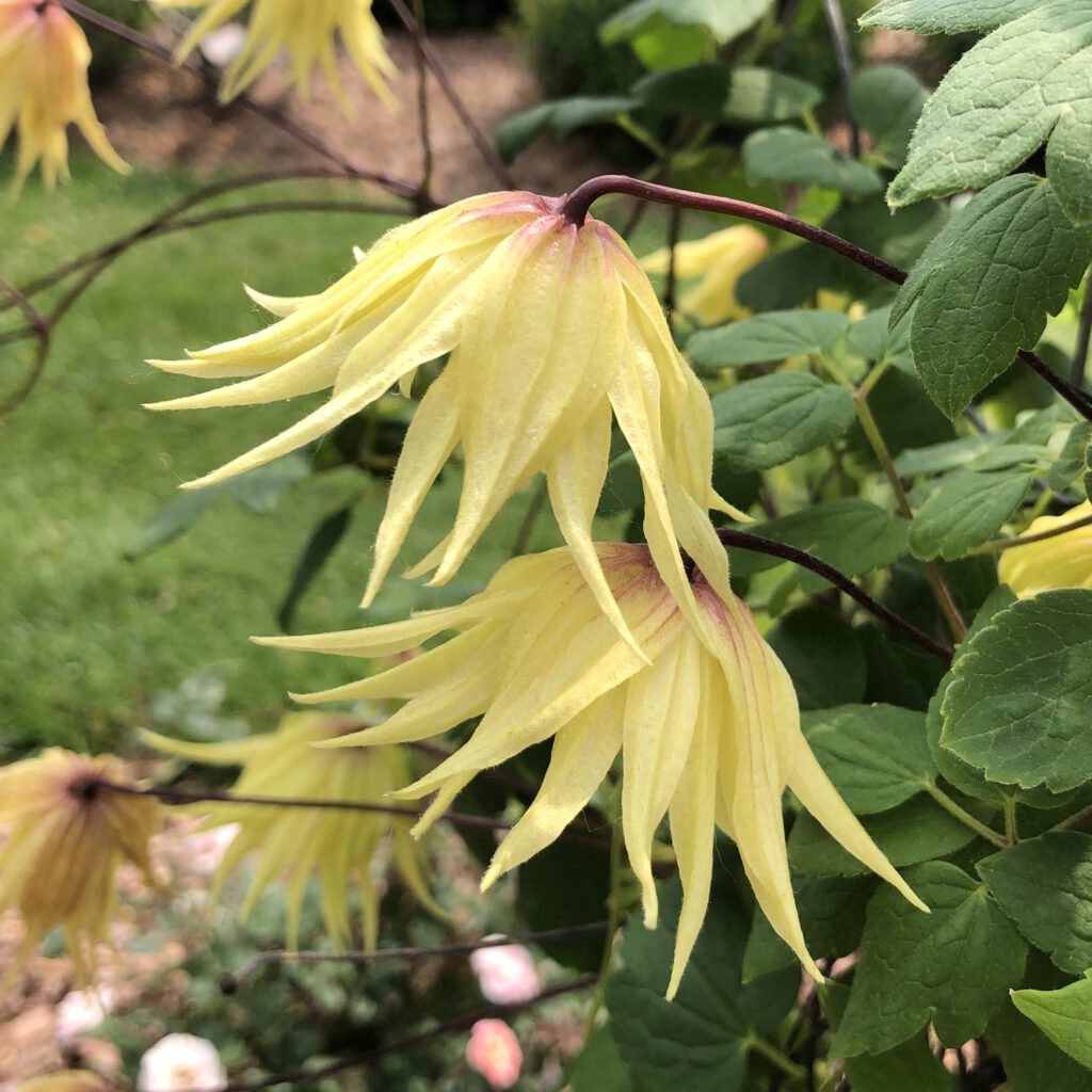 FUNYELLA™ Clematis – Order Online
