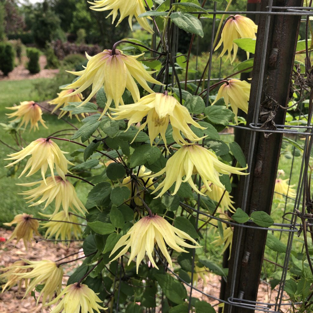 FUNYELLA™ Clematis – Order Online