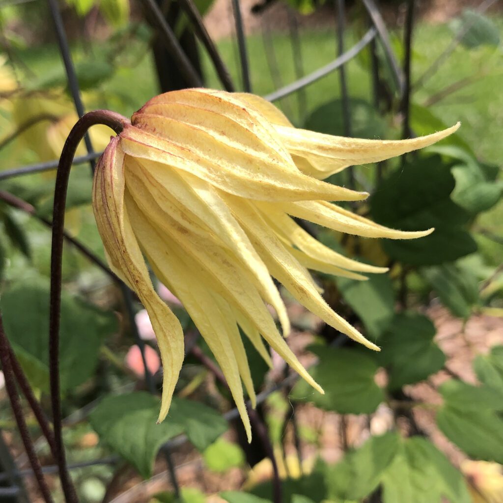 FUNYELLA™ Clematis – Order Online