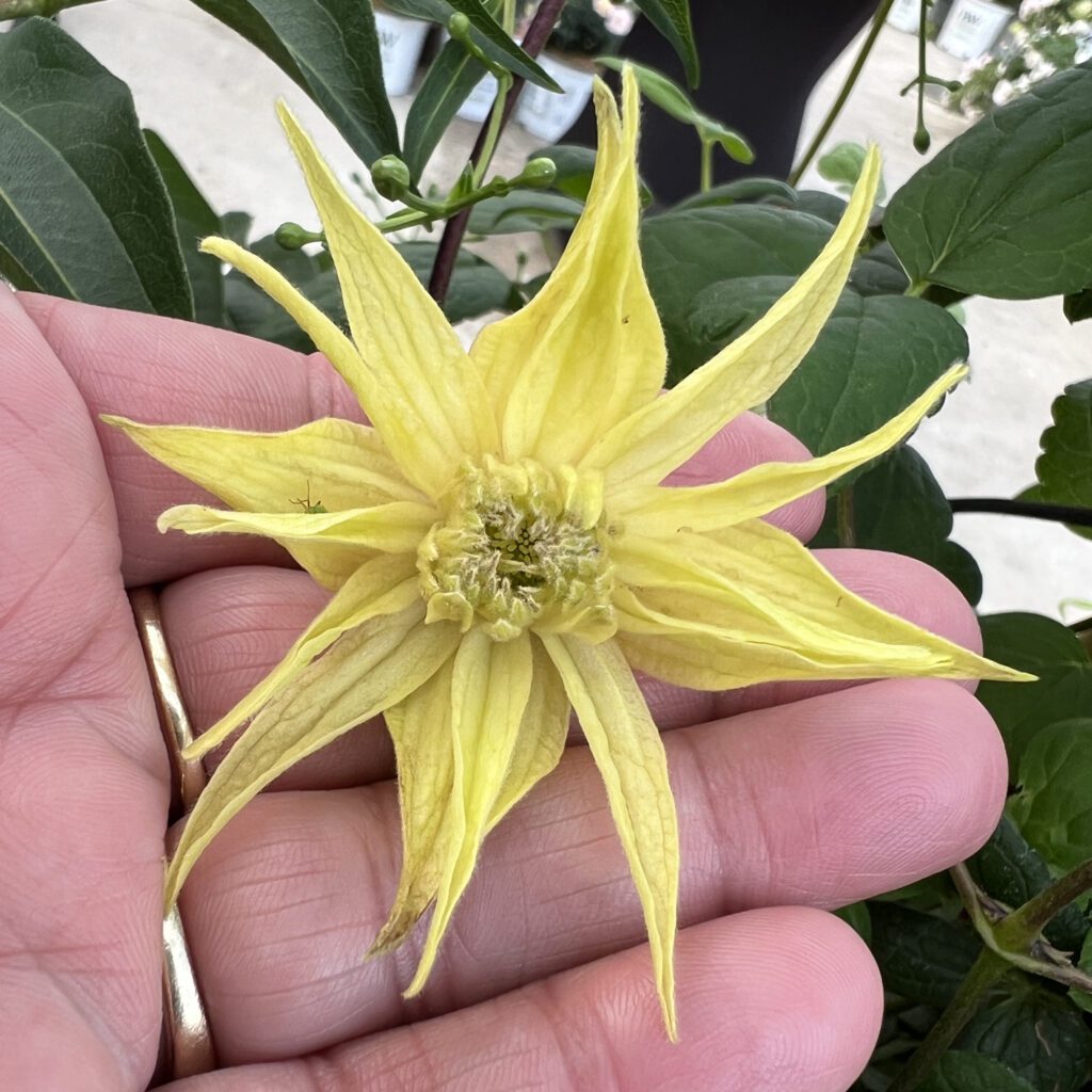 FUNYELLA™ Clematis – Order Online