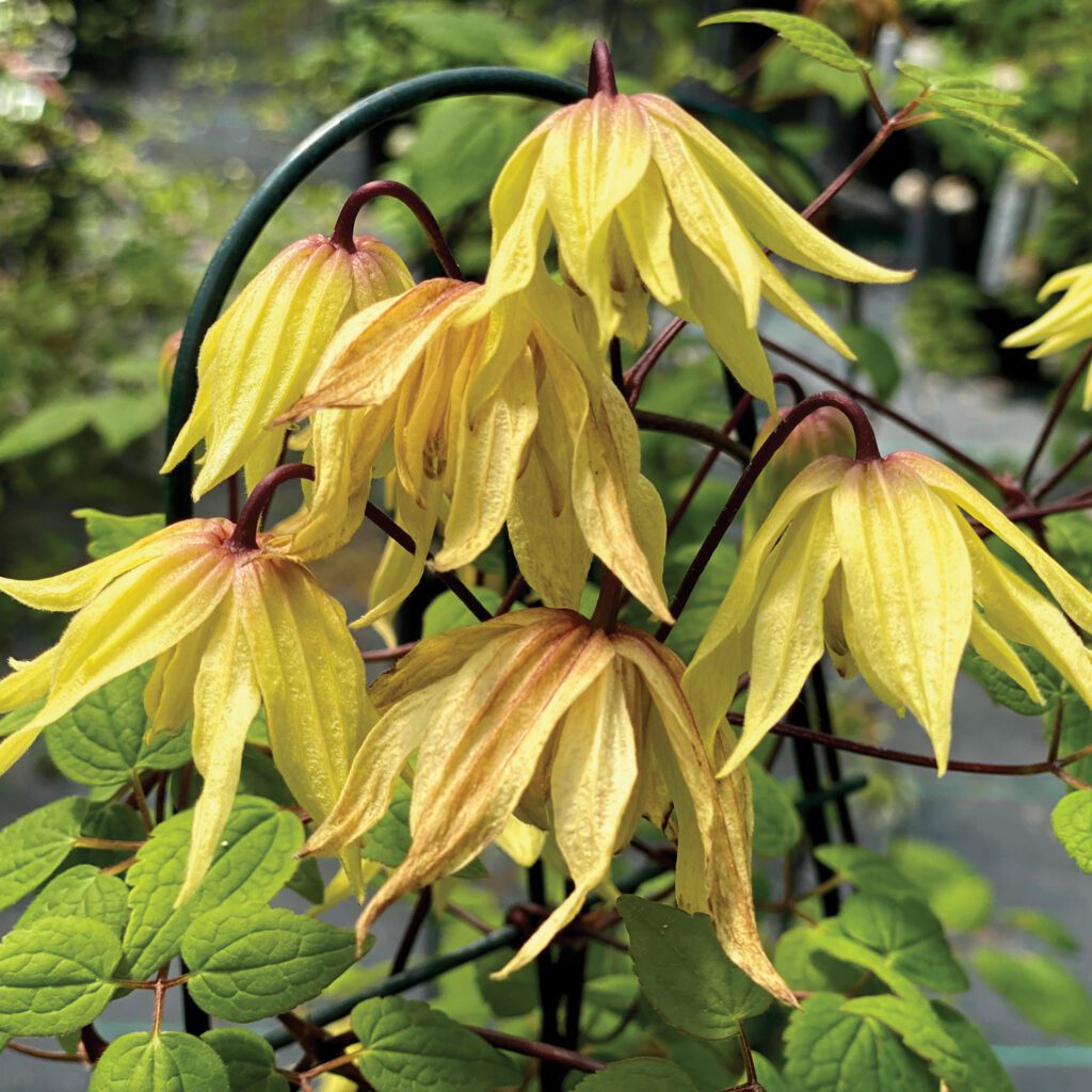 FUNYELLA™ Clematis – Order Online