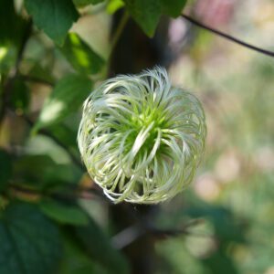 FUNYELLA™ Clematis – Order Online