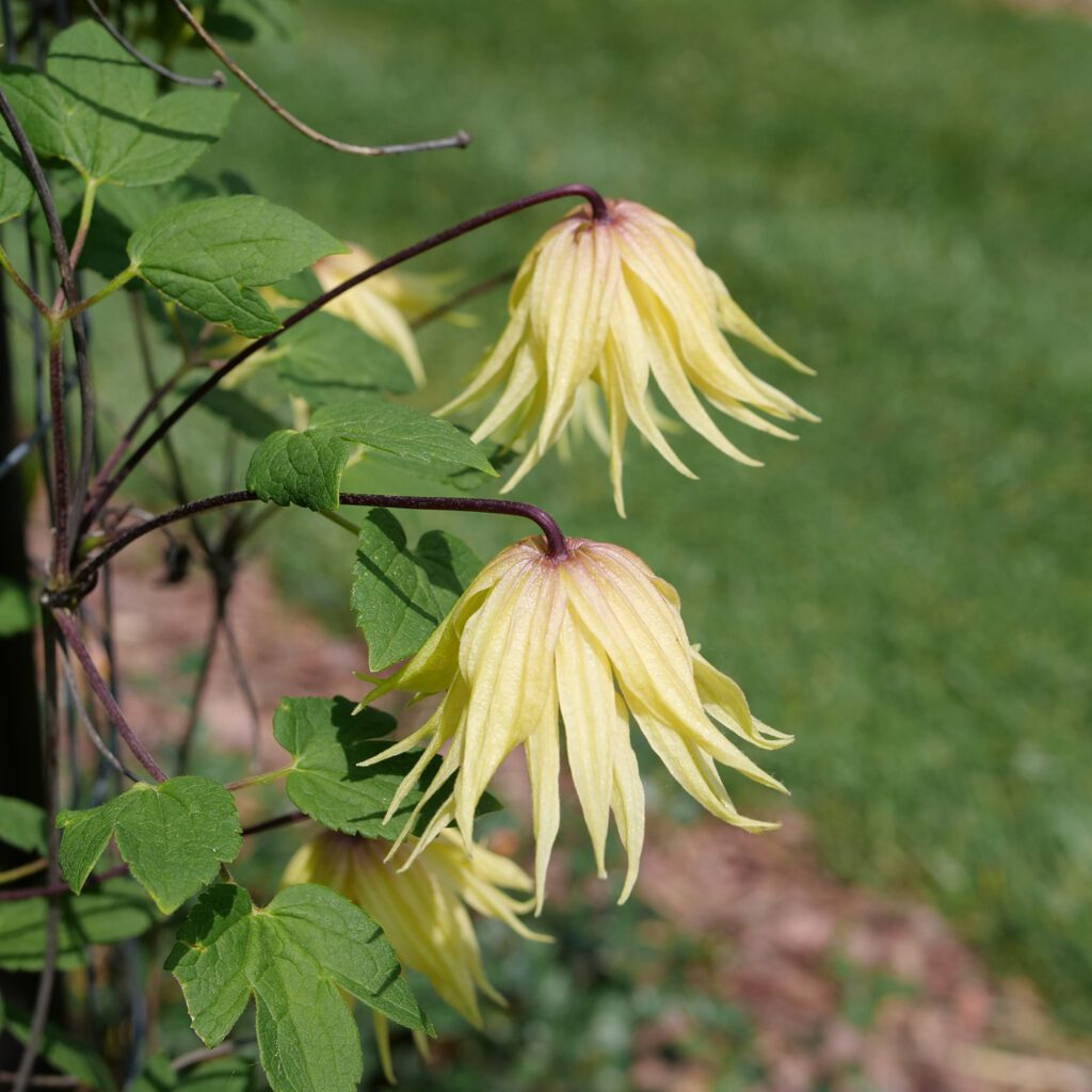 FUNYELLA™ Clematis – Order Online