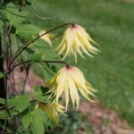 FUNYELLA™ Clematis – Order Online