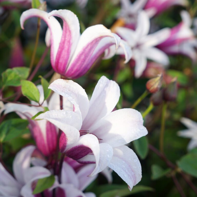 Clematis Texensis Princess Kate – Order Online