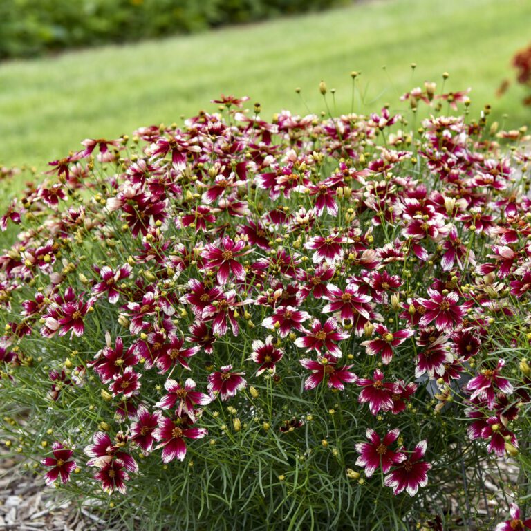 DESIGNER THREADS™ 'Heartstrings' Coreopsis – Explore More