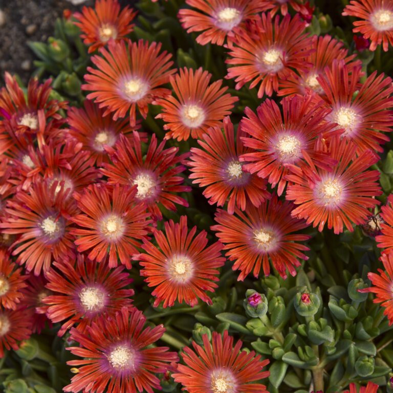 KALEIDOSCOPE™ 'Dancing Embers' Ice Plant – Garden Crossings