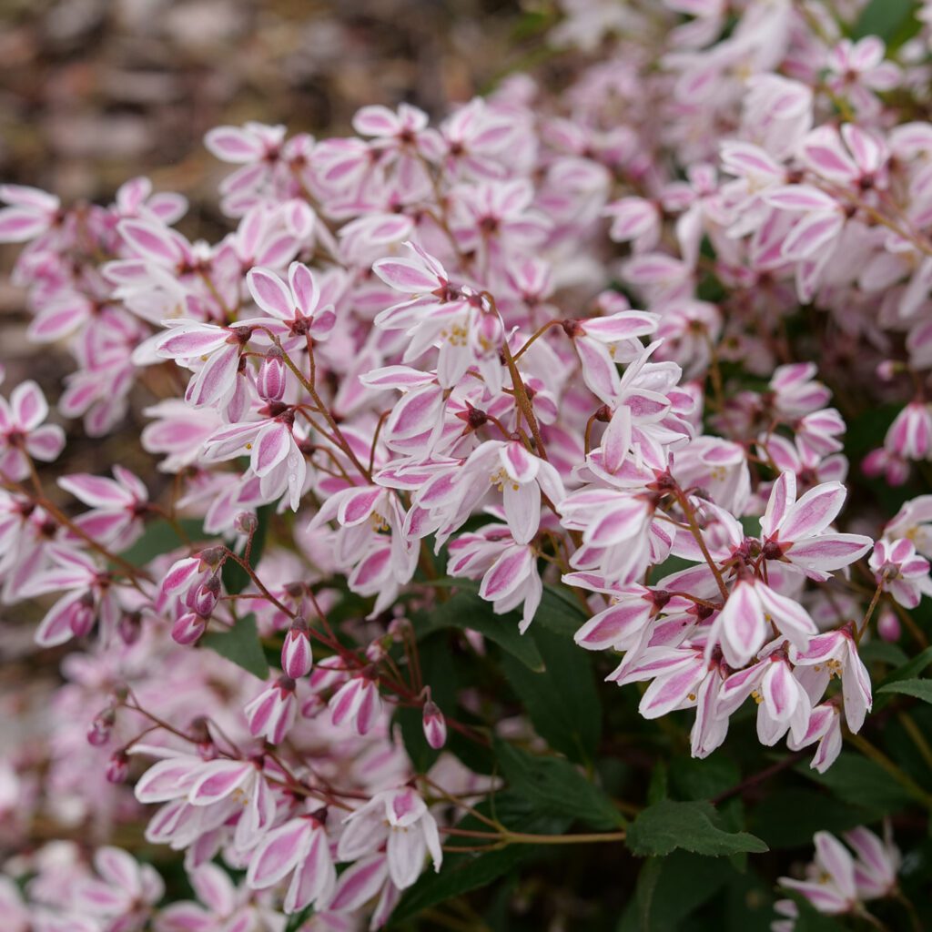 Deutzia YUKI KABUKI™ – Garden Crossings