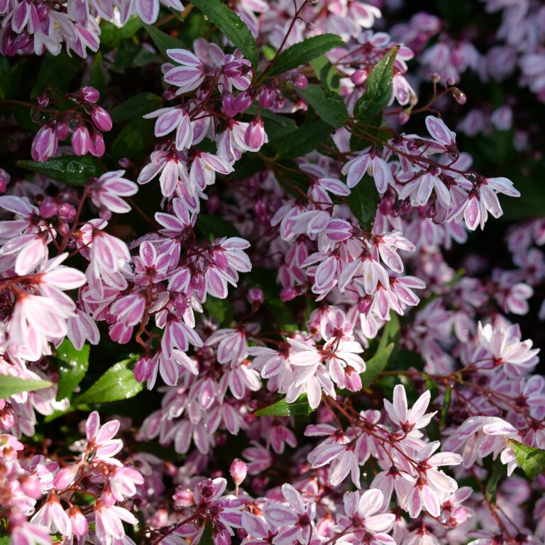 Deutzia YUKI KABUKI™ – Garden Crossings