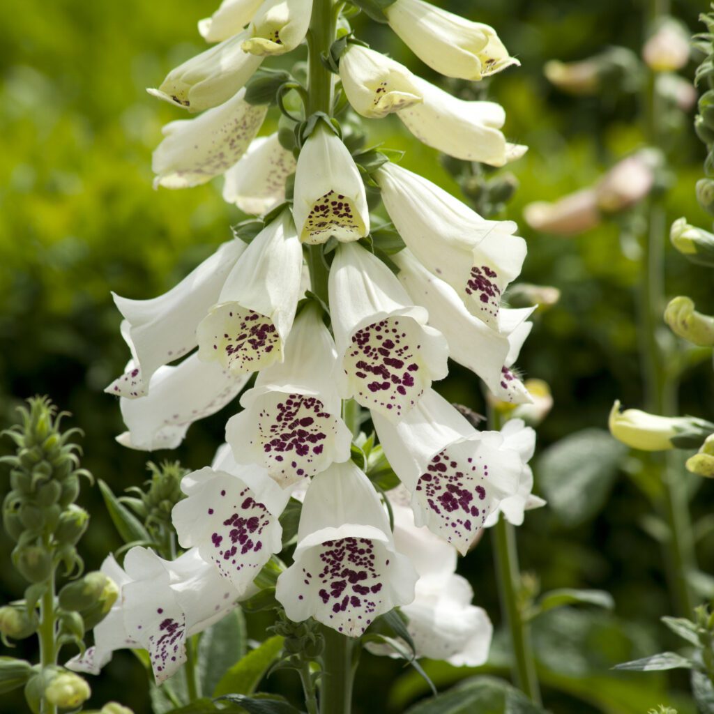 Digitalis 'Dalmatian White'