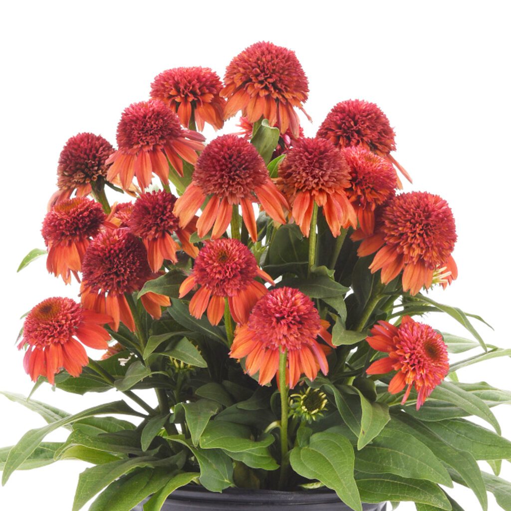 DOUBLE SCOOP™ 'Orangeberry Deluxe' Echinacea