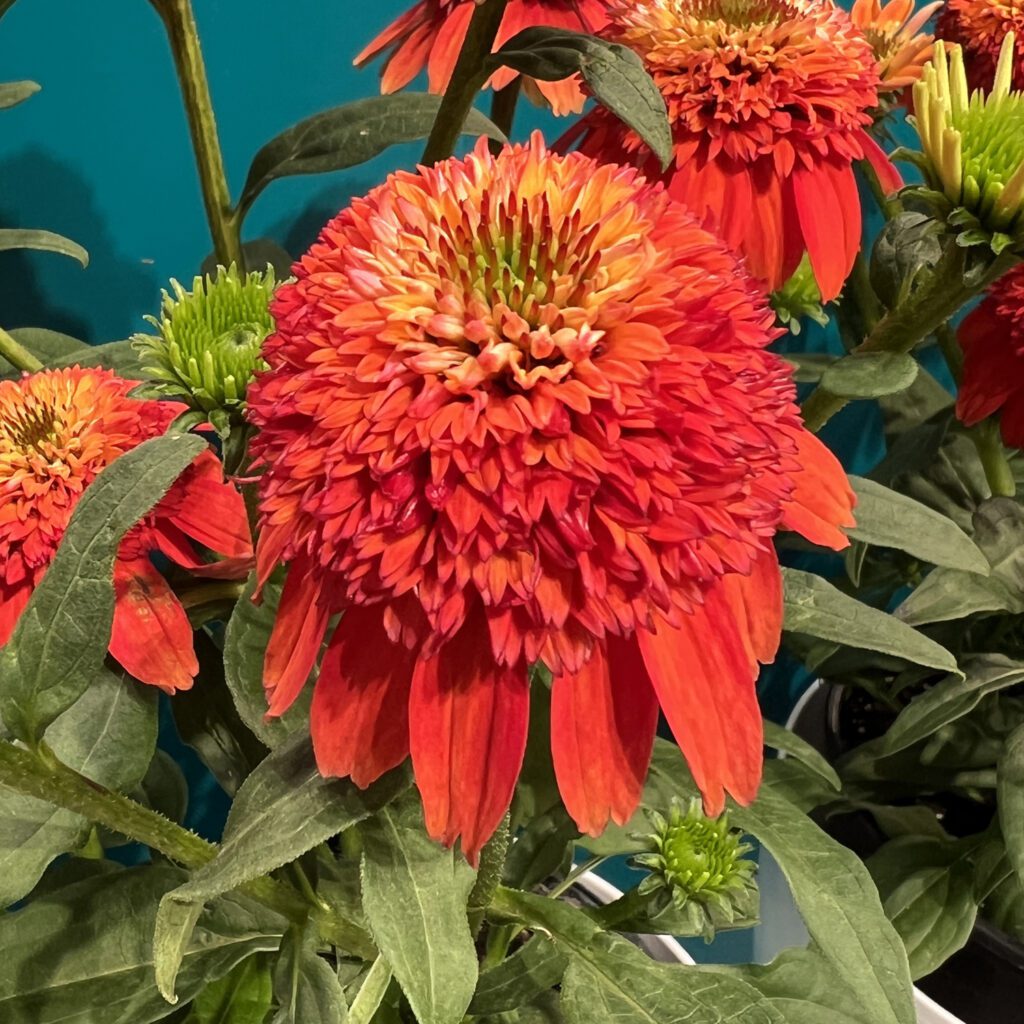 DOUBLE SCOOP™ 'Orangeberry Deluxe' Echinacea