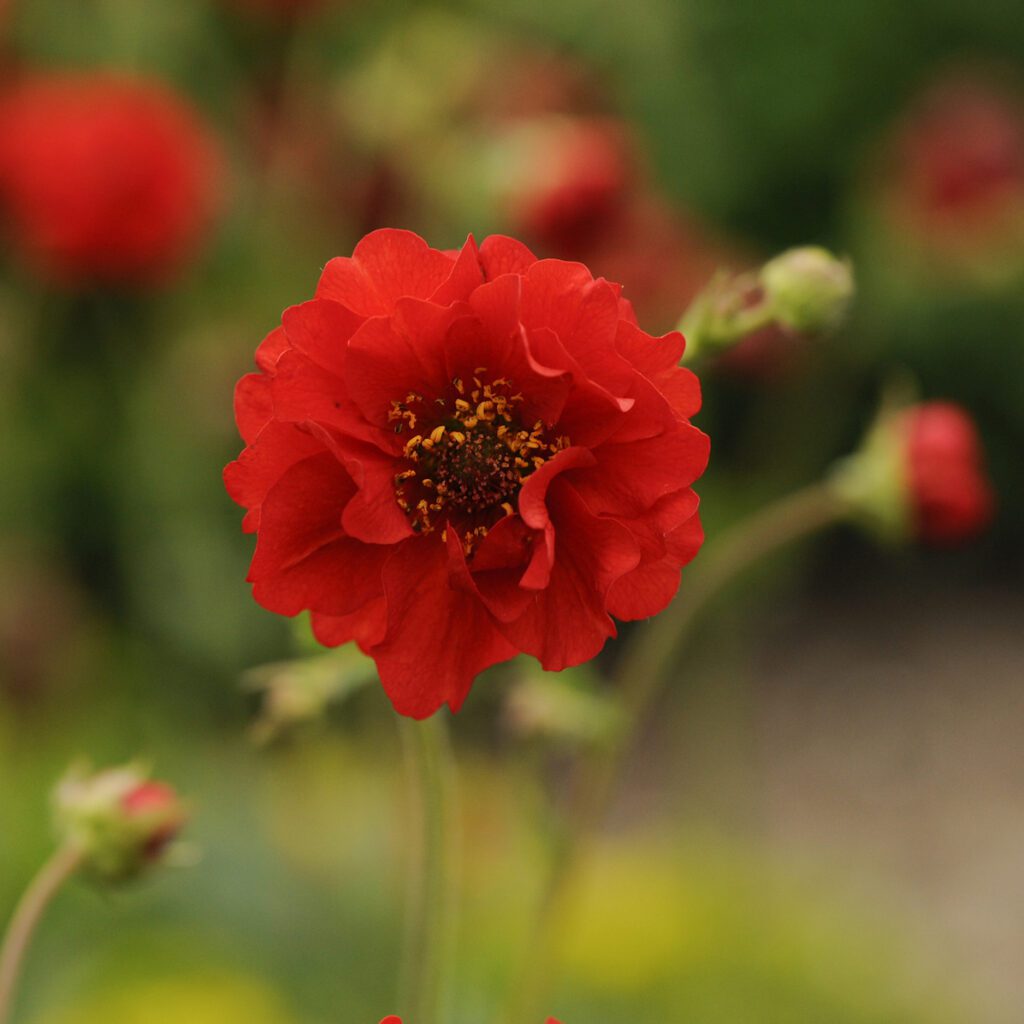 Geum 'Blazing Sunset'