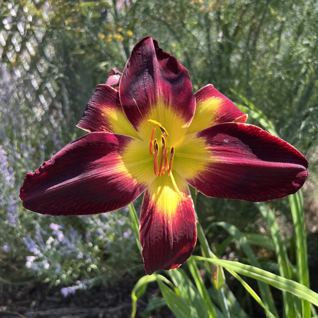 Hemerocallis RAINBOW RHYTHM® 'Persian Ruby' – Garden Crossings