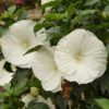 'Marshmallow Moon' Hibiscus – Order Online