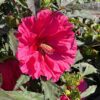 'Watermelon Ruffles' Hibiscus – Garden Crossings