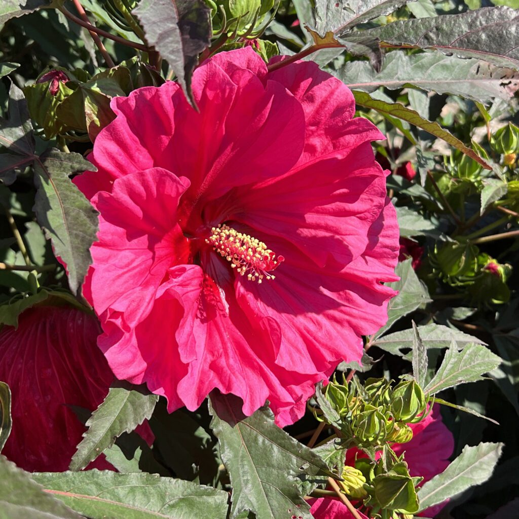 'Watermelon Ruffles' Hibiscus – Garden Crossings
