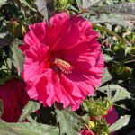 'Watermelon Ruffles' Hibiscus – Garden Crossings
