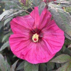 'Watermelon Ruffles' Hibiscus – Garden Crossings
