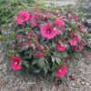 'Watermelon Ruffles' Hibiscus – Garden Crossings