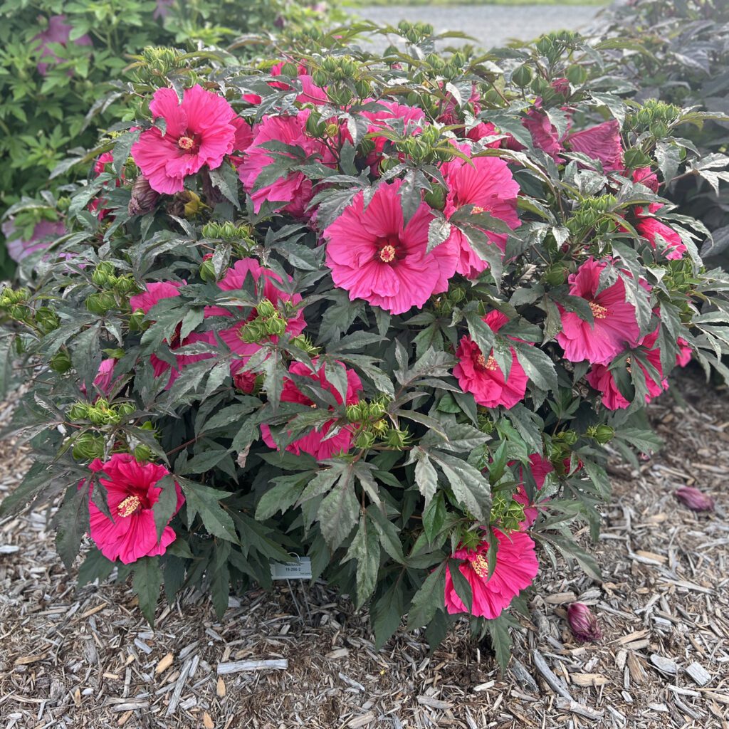 'Watermelon Ruffles' Hibiscus – Garden Crossings
