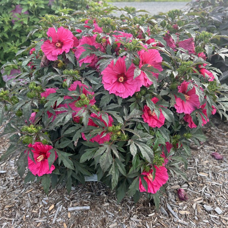 'Watermelon Ruffles' Hibiscus – Garden Crossings