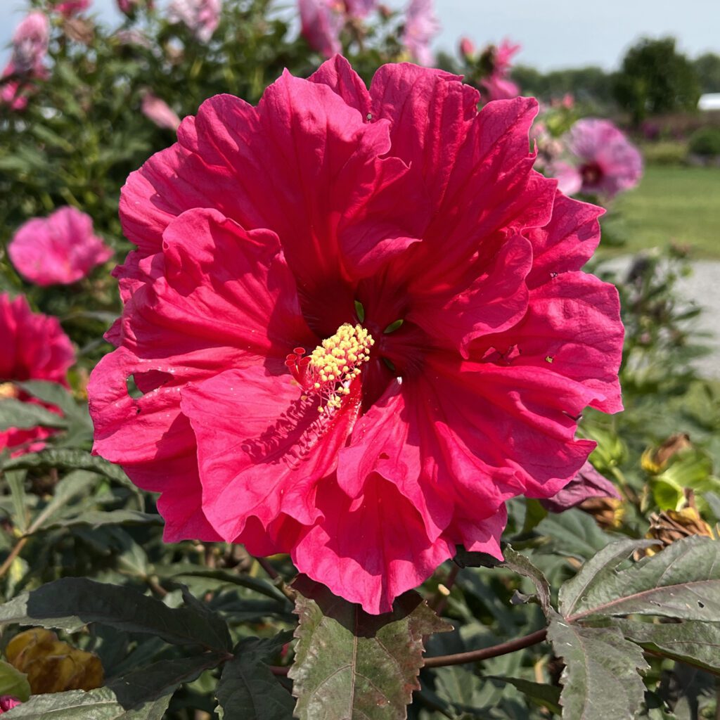 'Watermelon Ruffles' Hibiscus – Garden Crossings